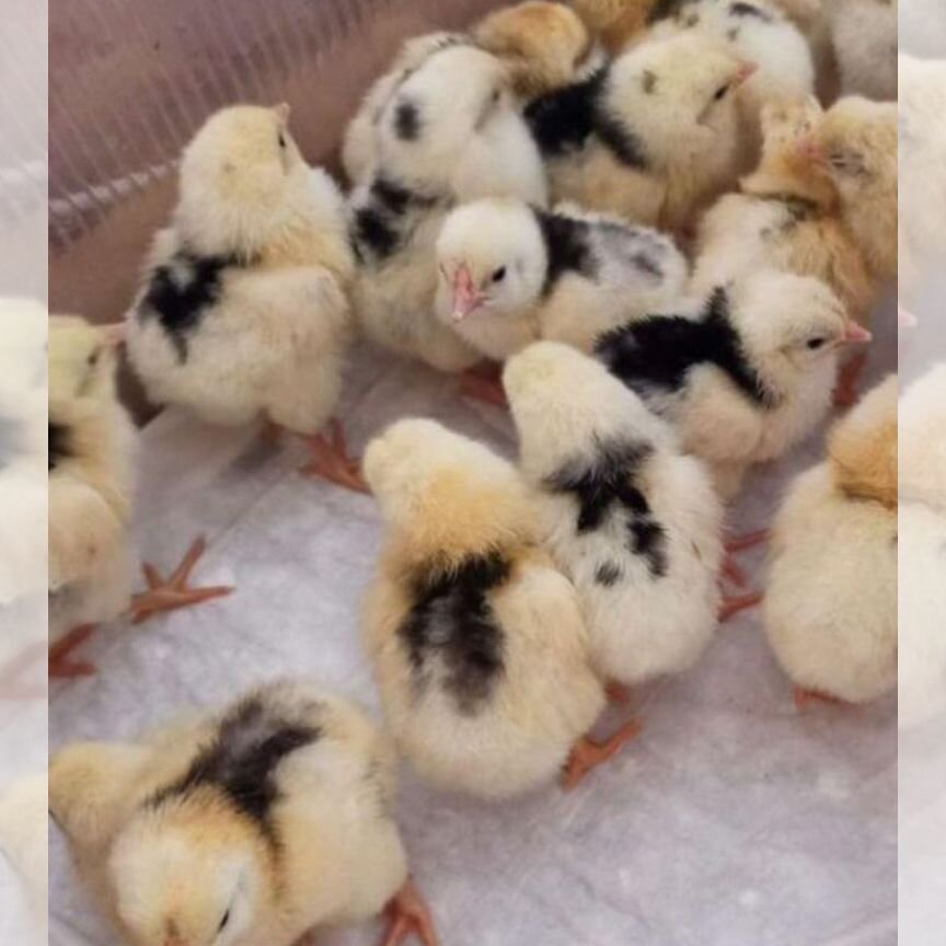 Цыплята Пушкинские