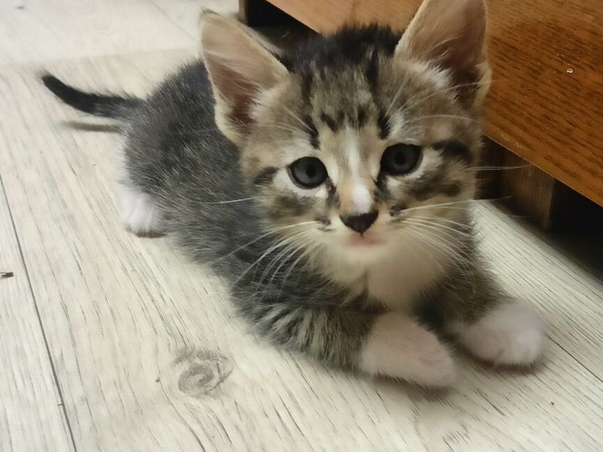 Котенок Март