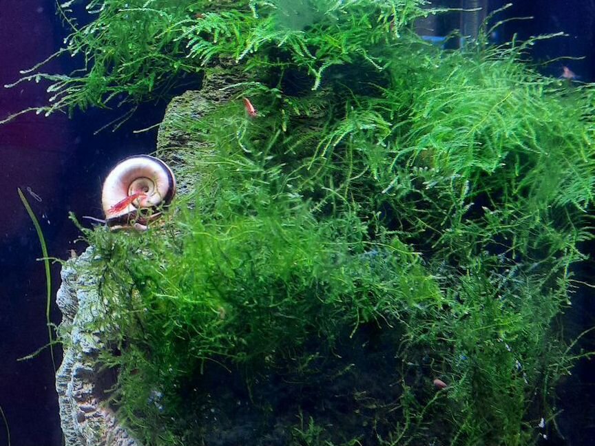 Яванский мох