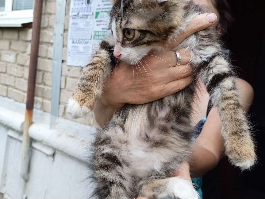 Продадим котенка за шоколадку