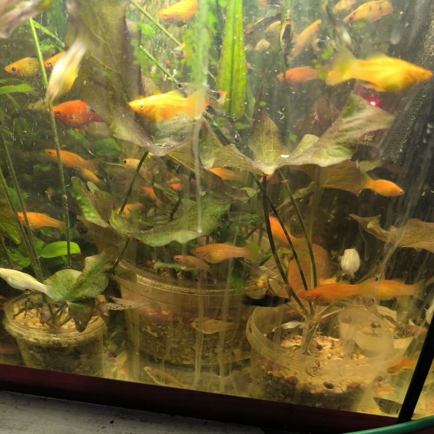 Растения для аквариума