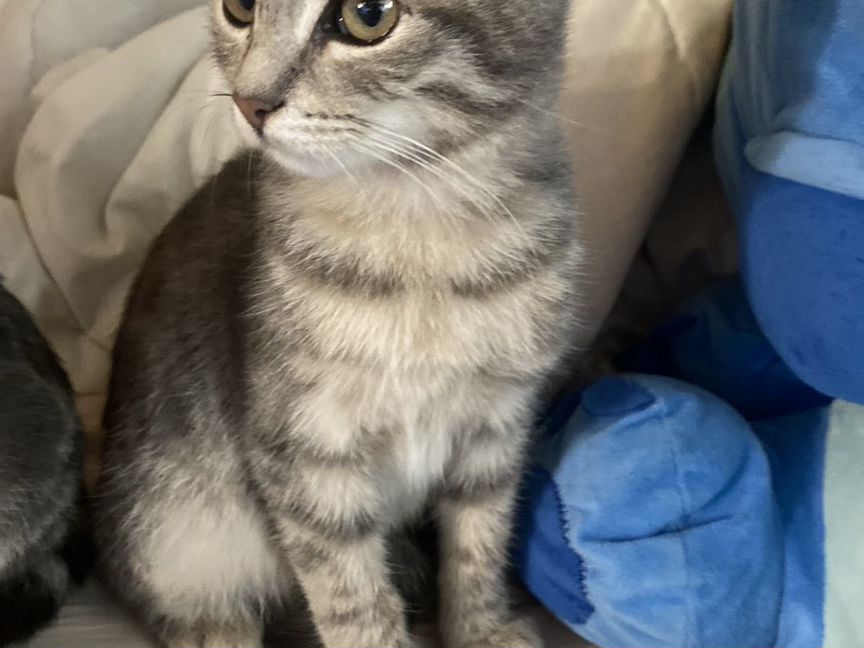 Котенок мальчик 3,5мес ручной ласкач