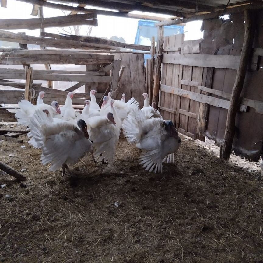 Индюки бройлеры