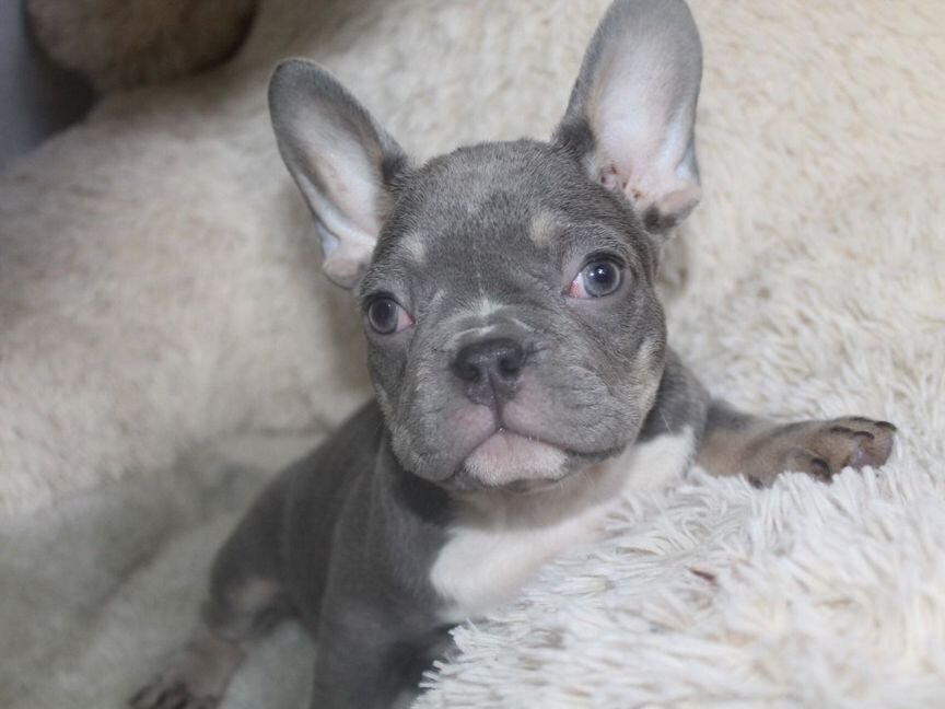 Французский бульдог лиловое чудо