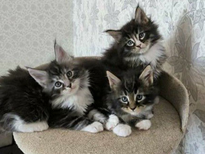 Разноцветные кунята парни и девчата