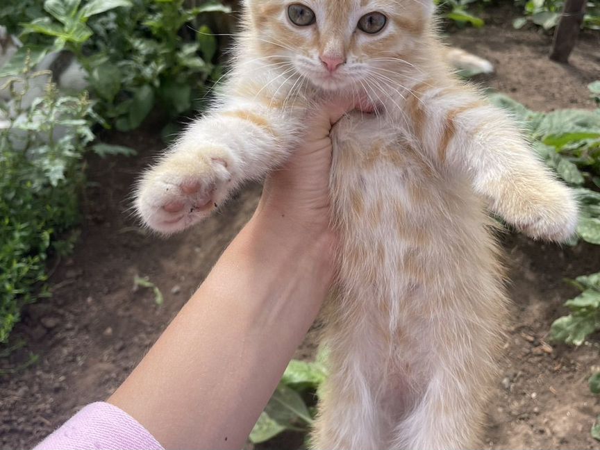 Котята