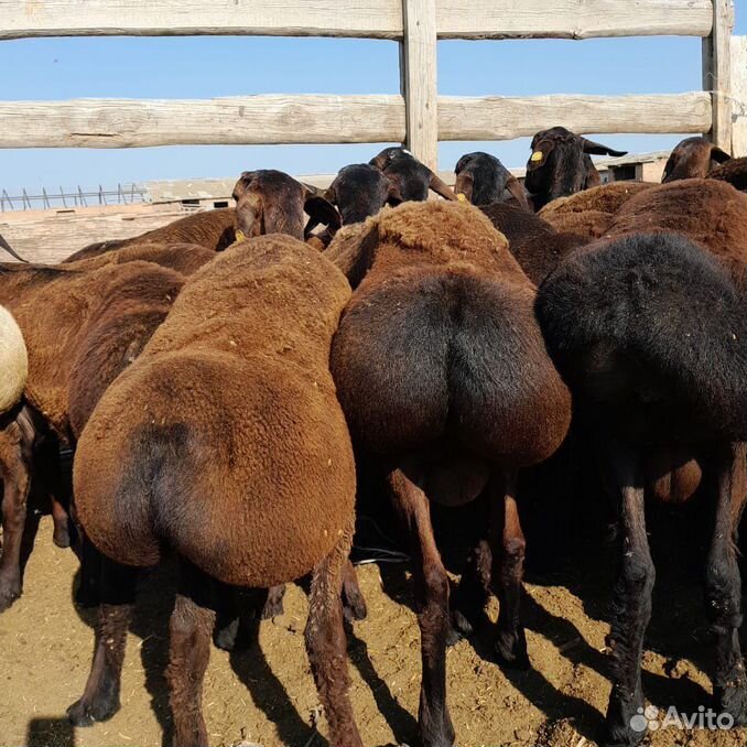 Гисарские бараны