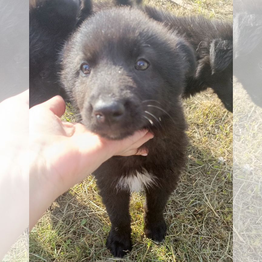 Щенок в добрые руки бесплатно