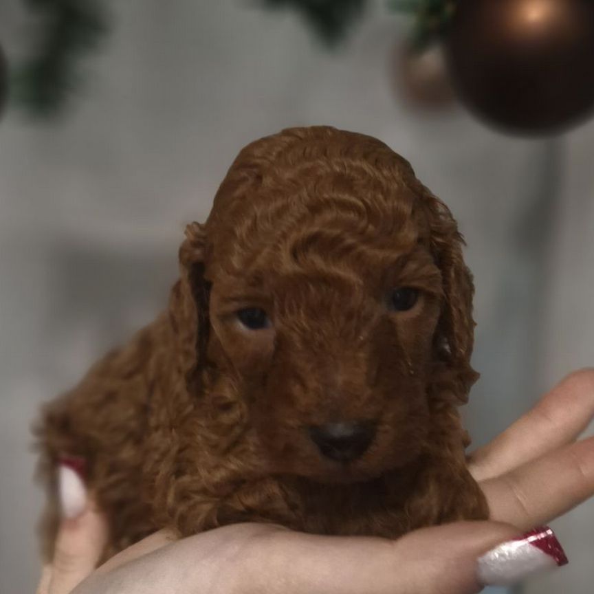 Пудель, щенок