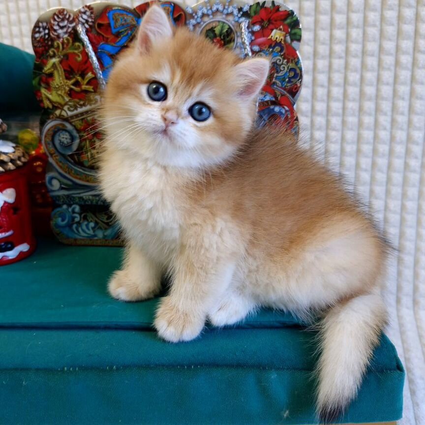 Британский короткошёрстный котёнок