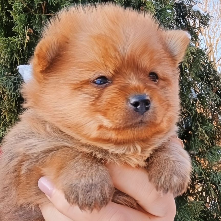 Померанский шпиц, щенок