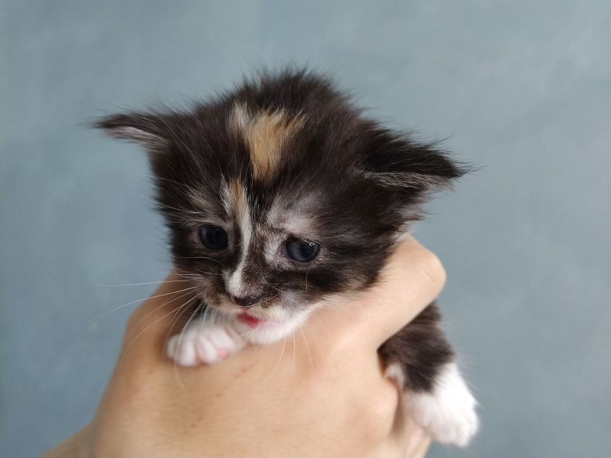 Котята мейн-кун