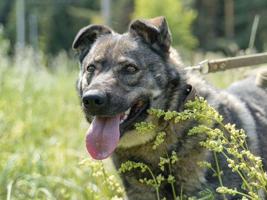 Собака в добрые руки