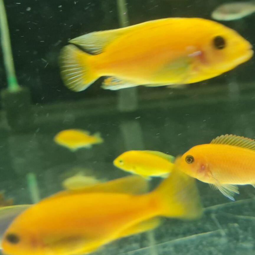 Мальки Красной зебры