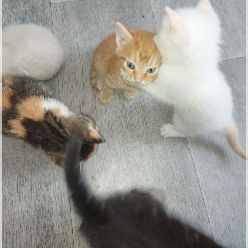 Котёнок в добрые руки