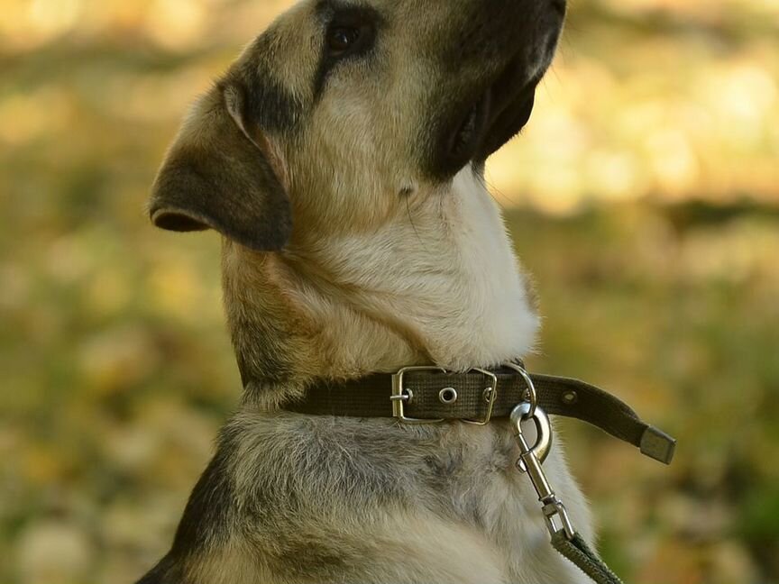 Небольшой песик Конти из приюта ищет дом