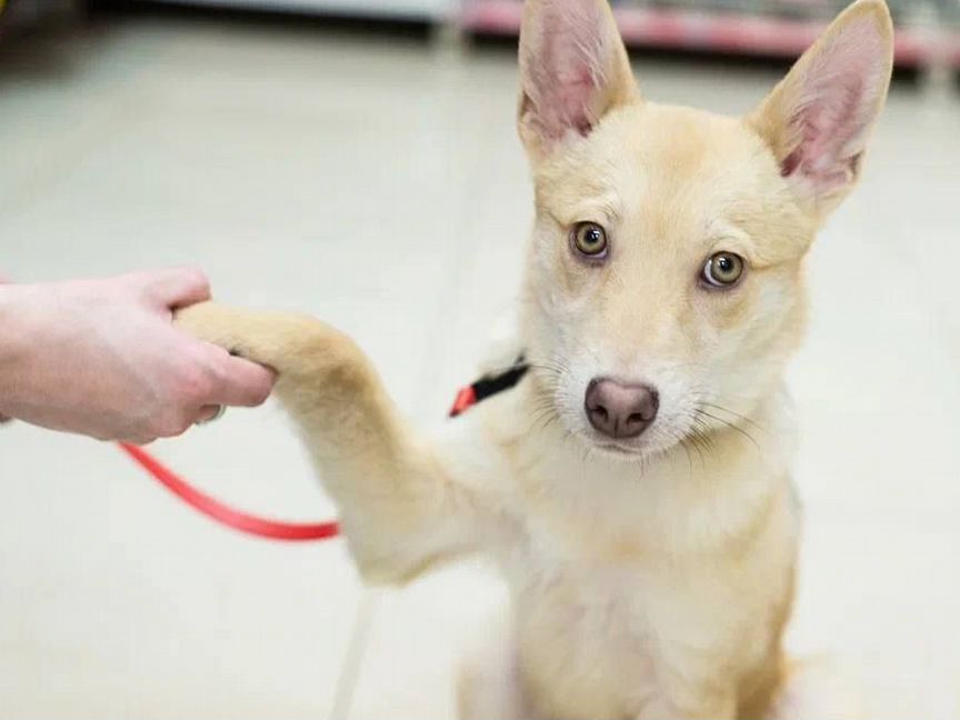 Щенок в лучшую семью