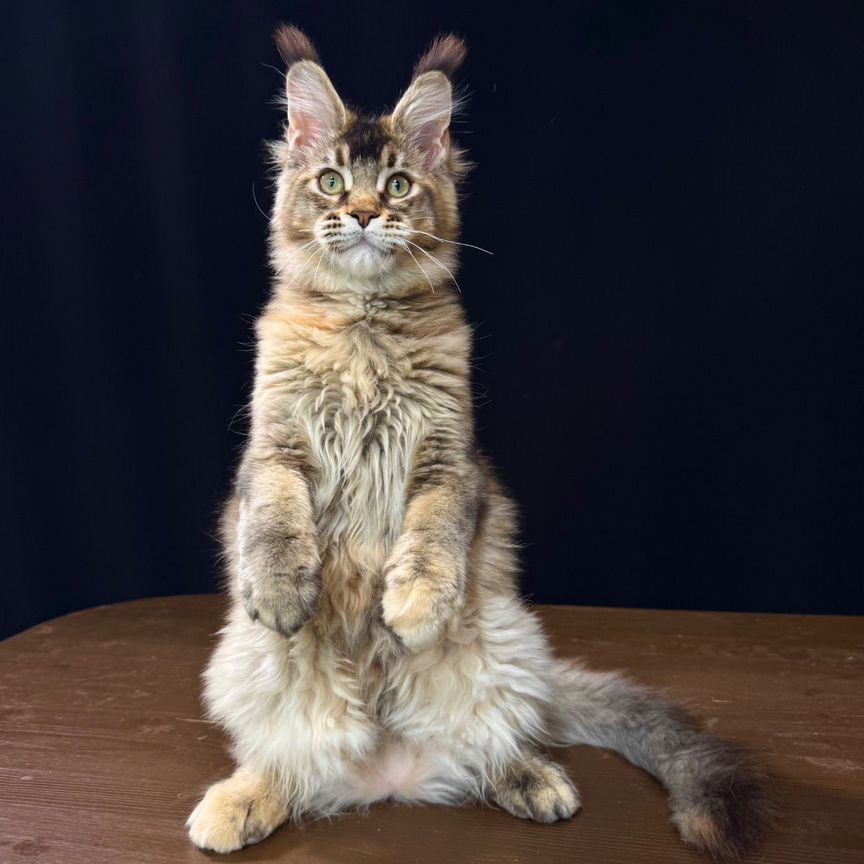 Мейн-кун котёнок