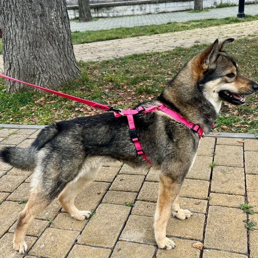 Стерилизованная собака 1,5 года