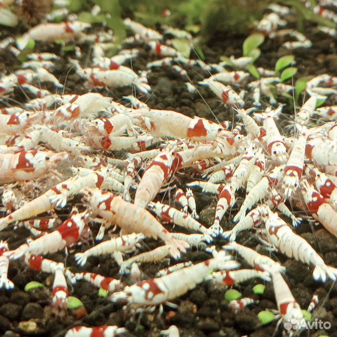 Креветки кристаллы, Taiwan, Pinto