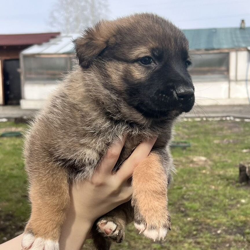 Щенки готовы к выезду