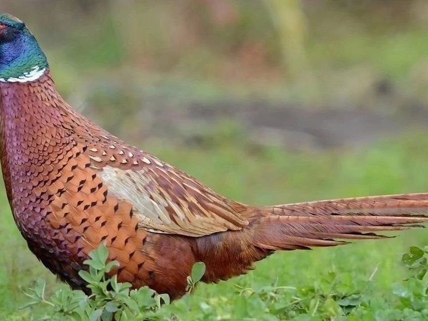 Фазаны охотничьи,румынские