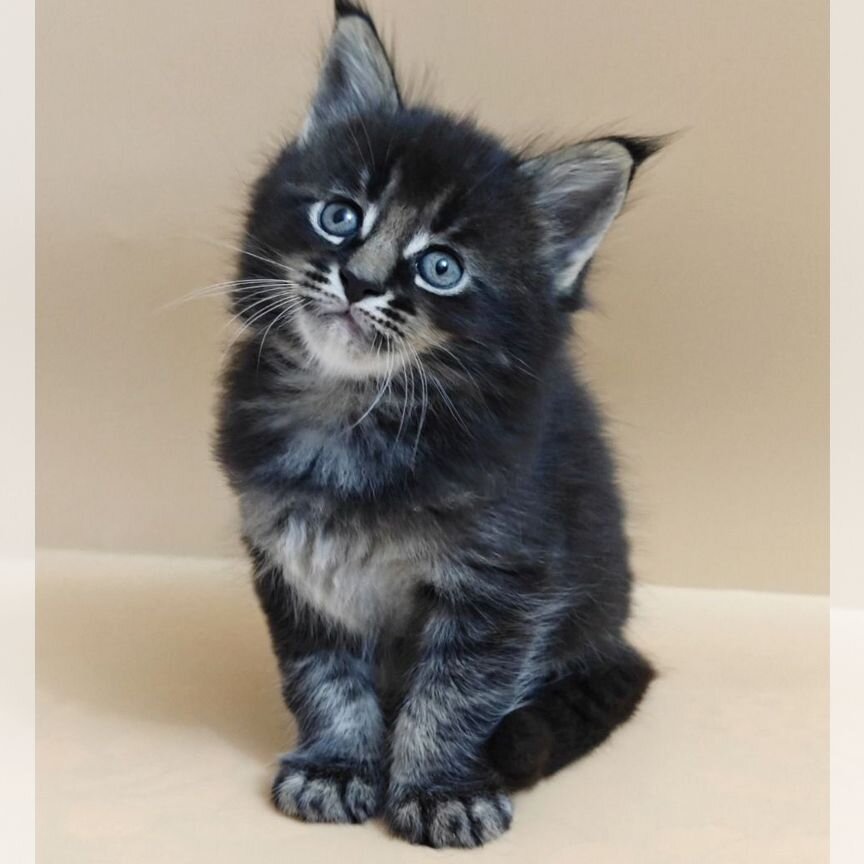 Мальчик котенок мейн кун