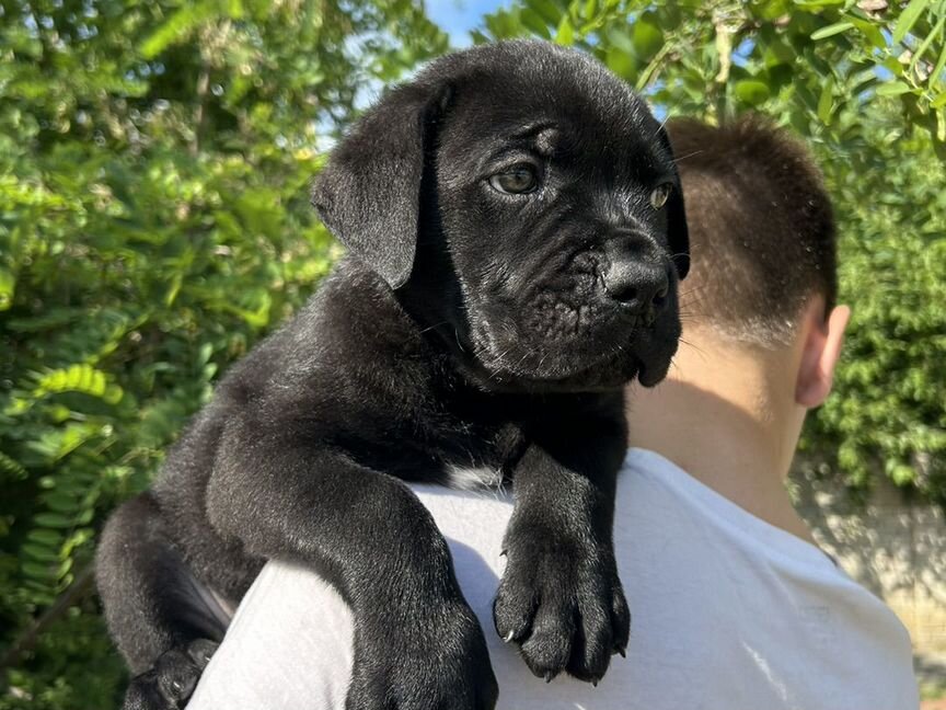 Щенки Кане корсо