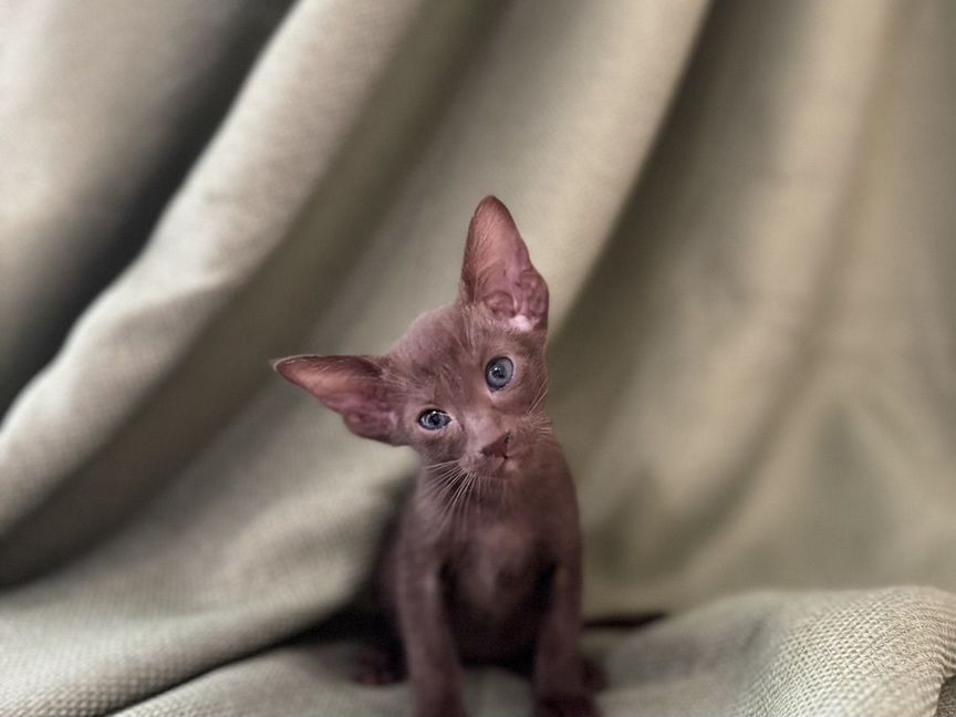 Ориентальные котята