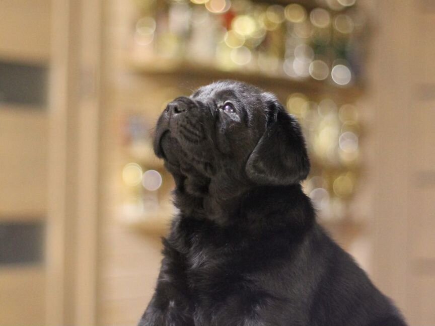 Щенки лабрадора из питомника.Готовы к переезду