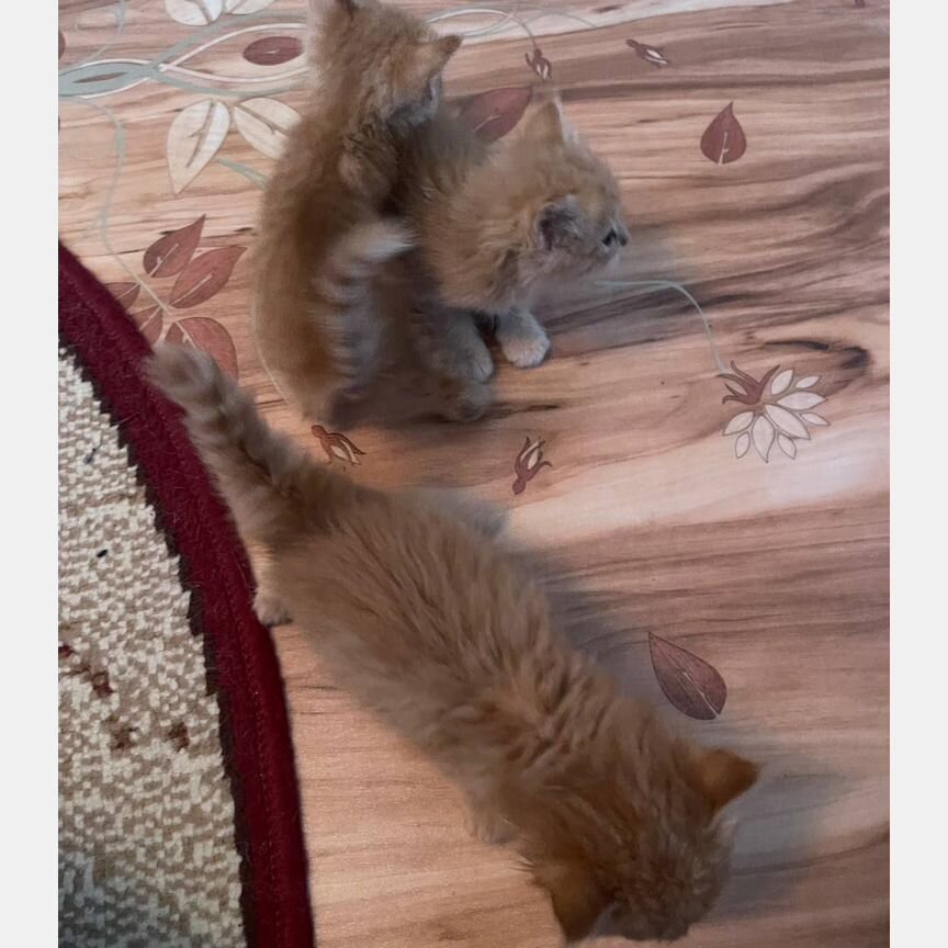 Отдам котят в добрые руки, Бесплатно