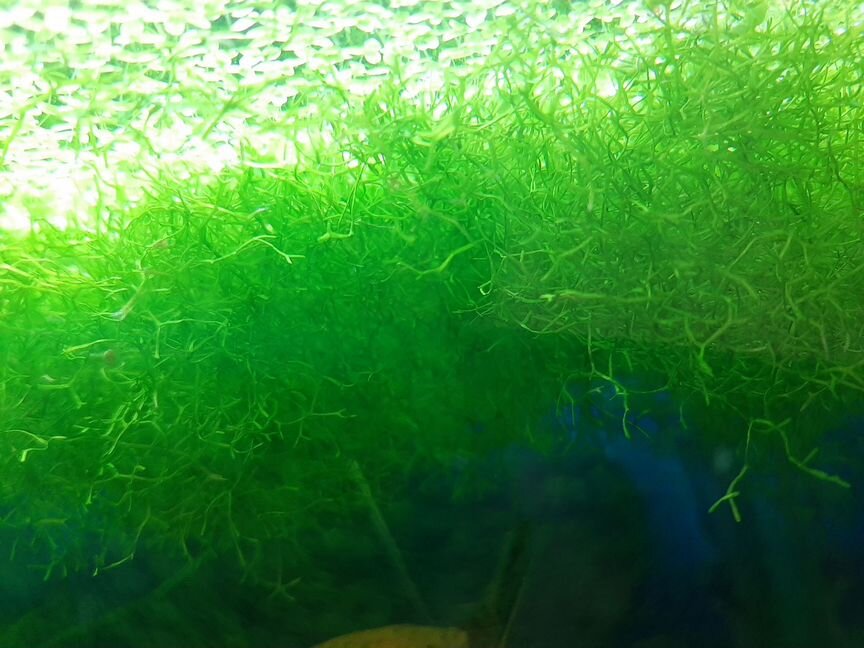 Бронь. Отдам риччию