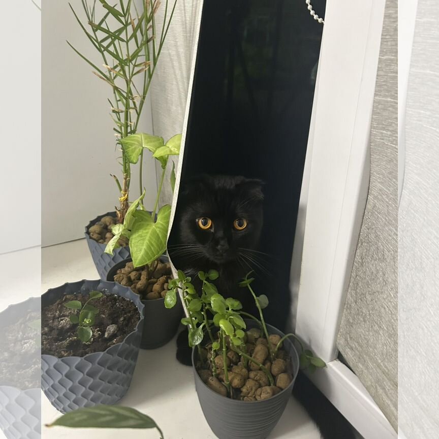 Найден кот