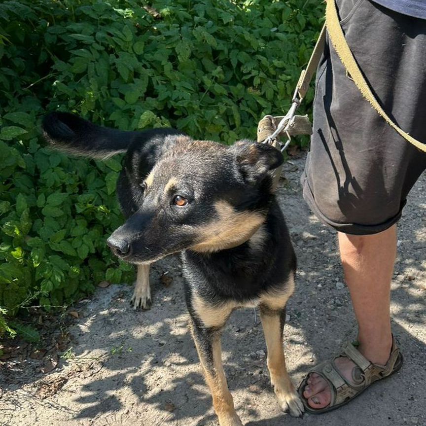 Собачка в добрые руки