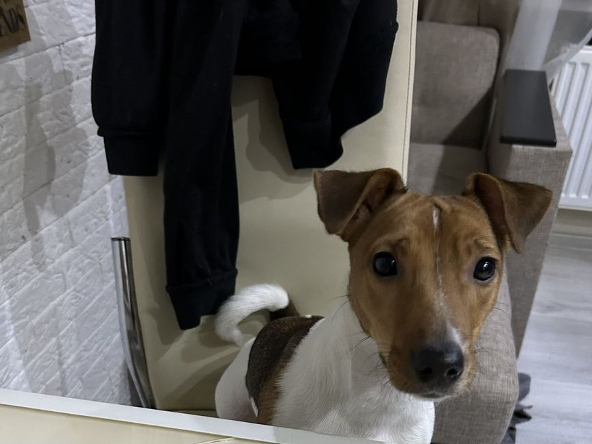 Продам собаку джэк рассел - терьер