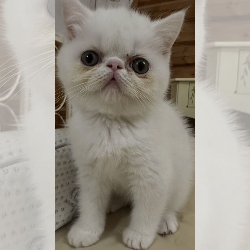 Экзотический короткошёрстный котёнок