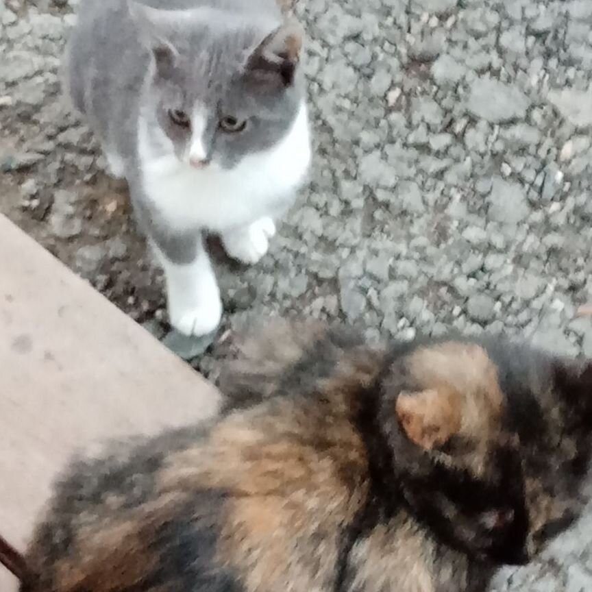 Котята в добрые руки