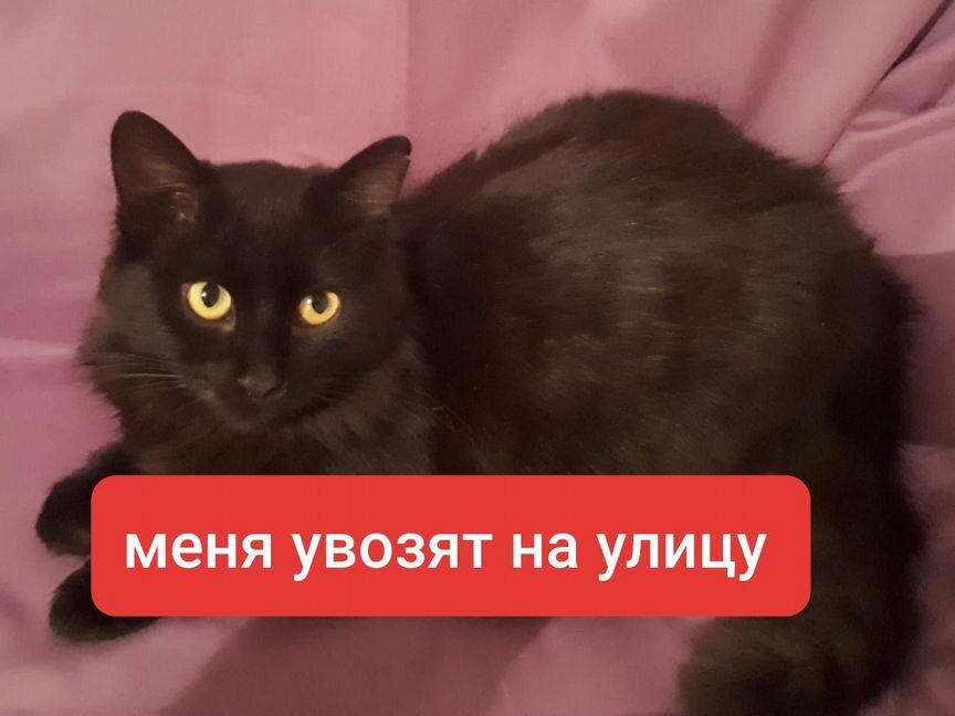 Меня увозят на улицу без шанса