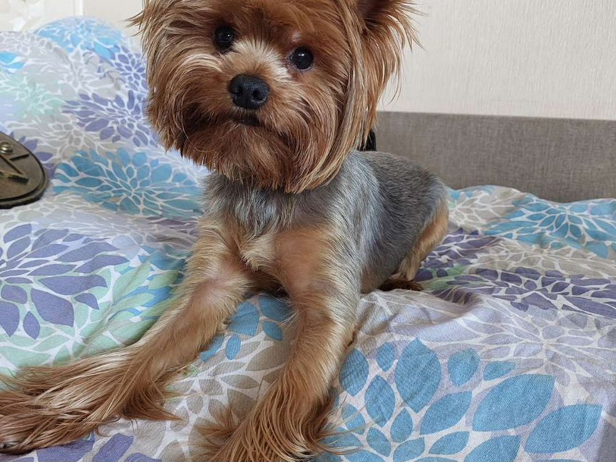 Йоркширский терьер вязка