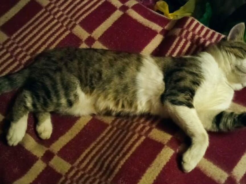 Котик в добрые руки