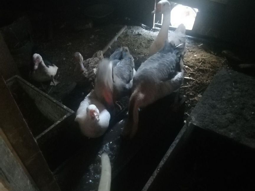 Продам семью гусей