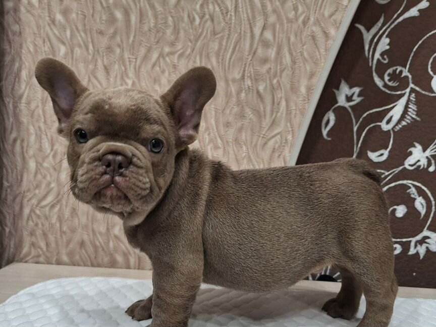 Мальчик изабелла