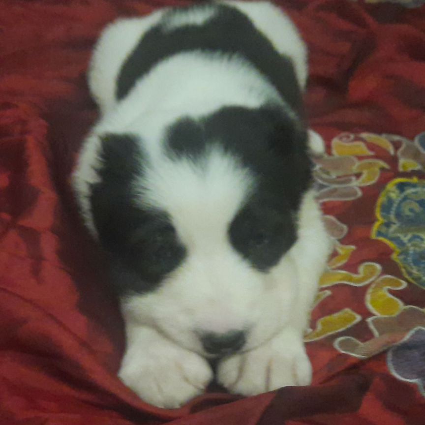 Среднеазиатская овчарка, щенок