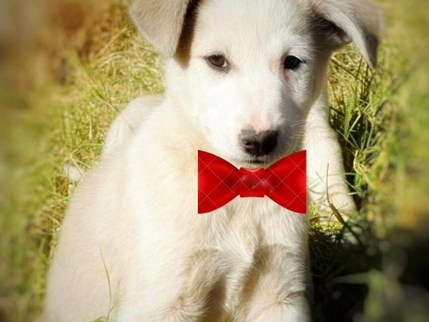 Щенки метисы от лайки в дар