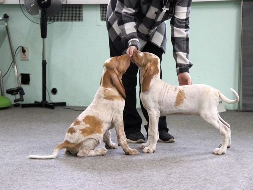 Итальянский бракко щенки