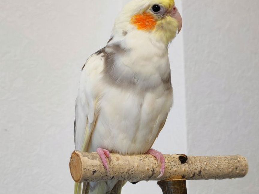 Ручной Мальчишка Тиша попугай Корелла 7 месяцев