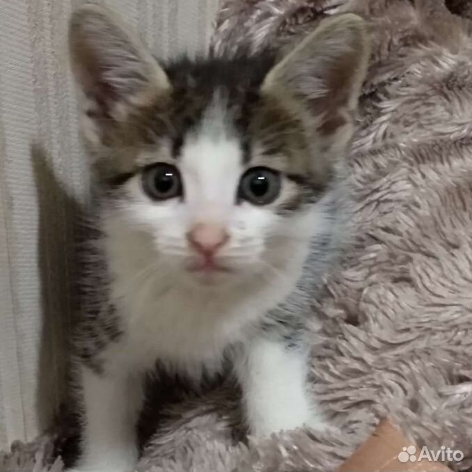 Кот в сапогах, котенок