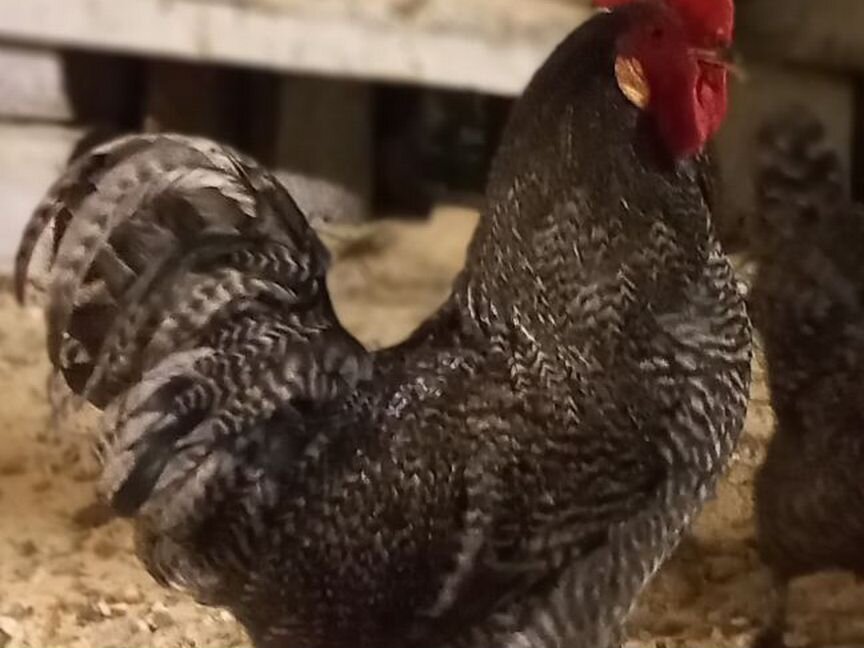 Куры петухи