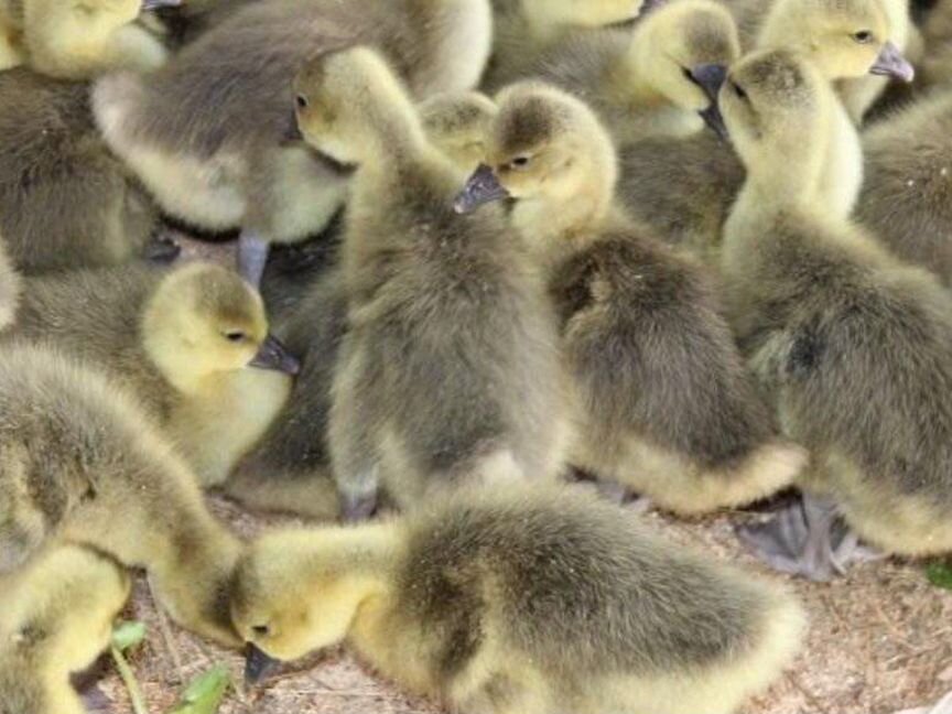 Гусята разного возраста домашние