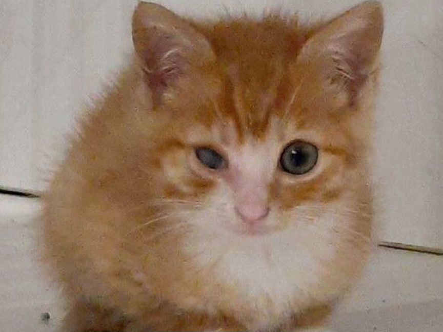 Котенок 2 мес. славная деточка. Ищет дом
